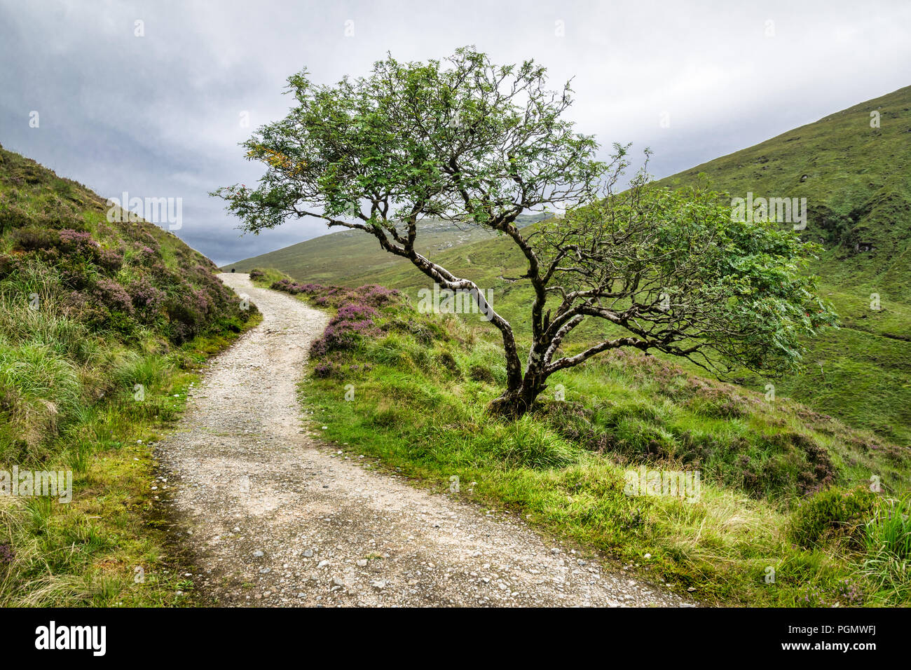 This is a picture of a solitary tree up in the mountains of Donegal ...