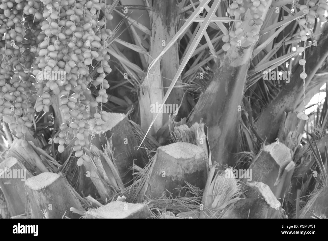 Palm tree fronds growth hi-res stock photography and images - Alamy