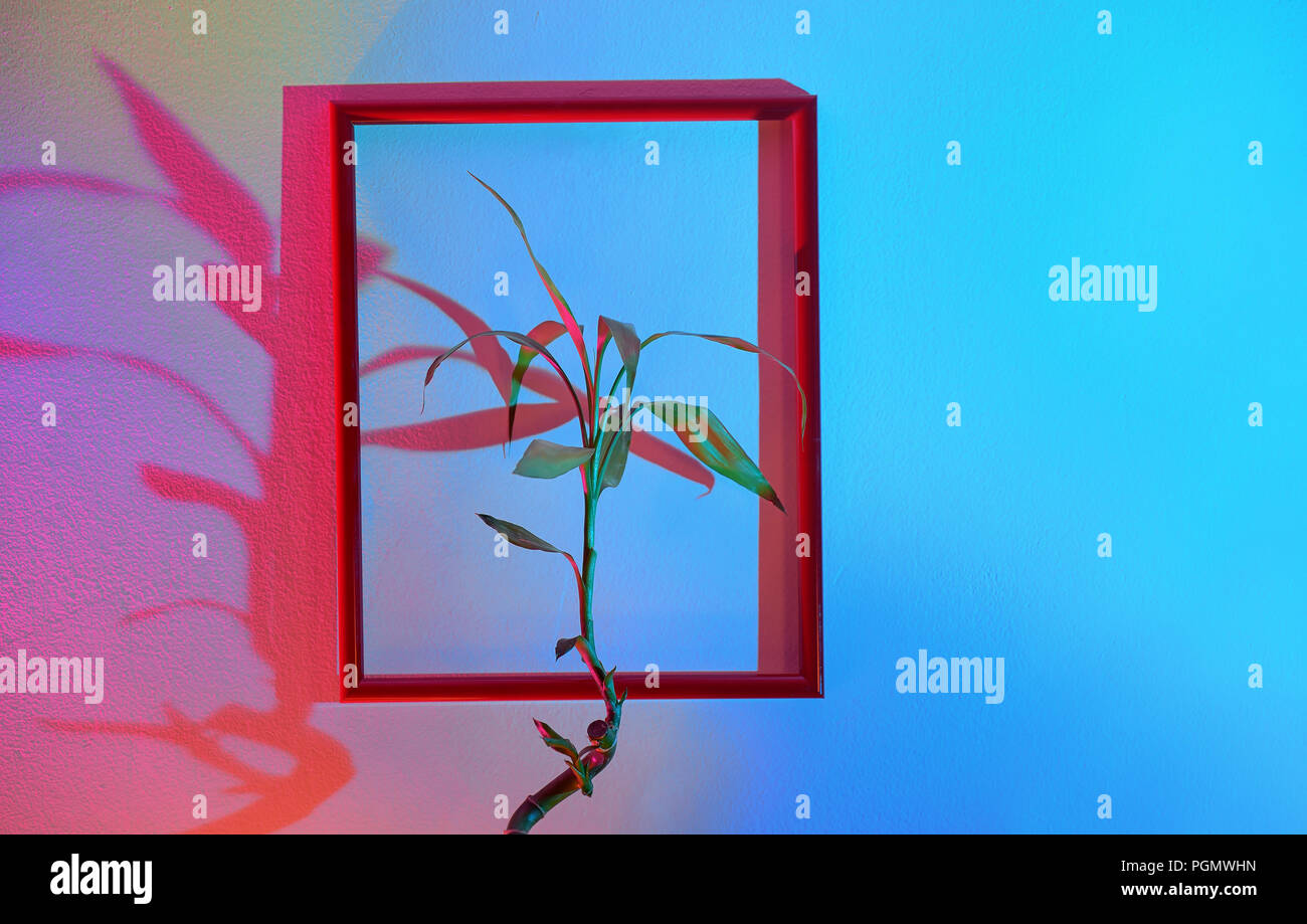 Flower and Frame Hanging On A Colorful Wall Stock Photo - Alamy