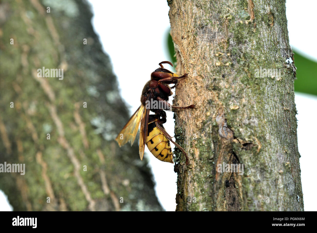 Gad bee hi-res stock photography and images - Alamy