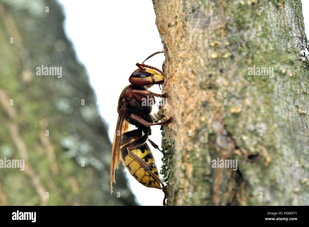 the hornet is eating the sweet bark of a tree Stock Photo - Alamy