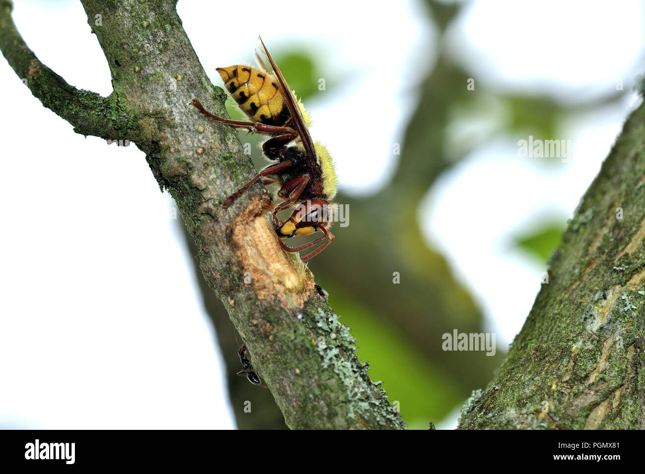 the hornet is eating the sweet bark of a tree Stock Photo - Alamy