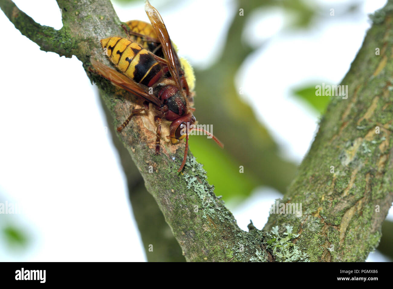Bee eating hornets hi-res stock photography and images - Alamy