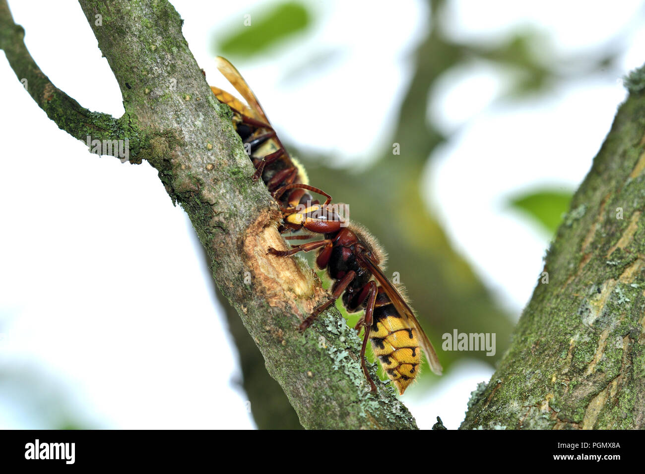 the hornet is eating the sweet bark of a tree Stock Photo - Alamy