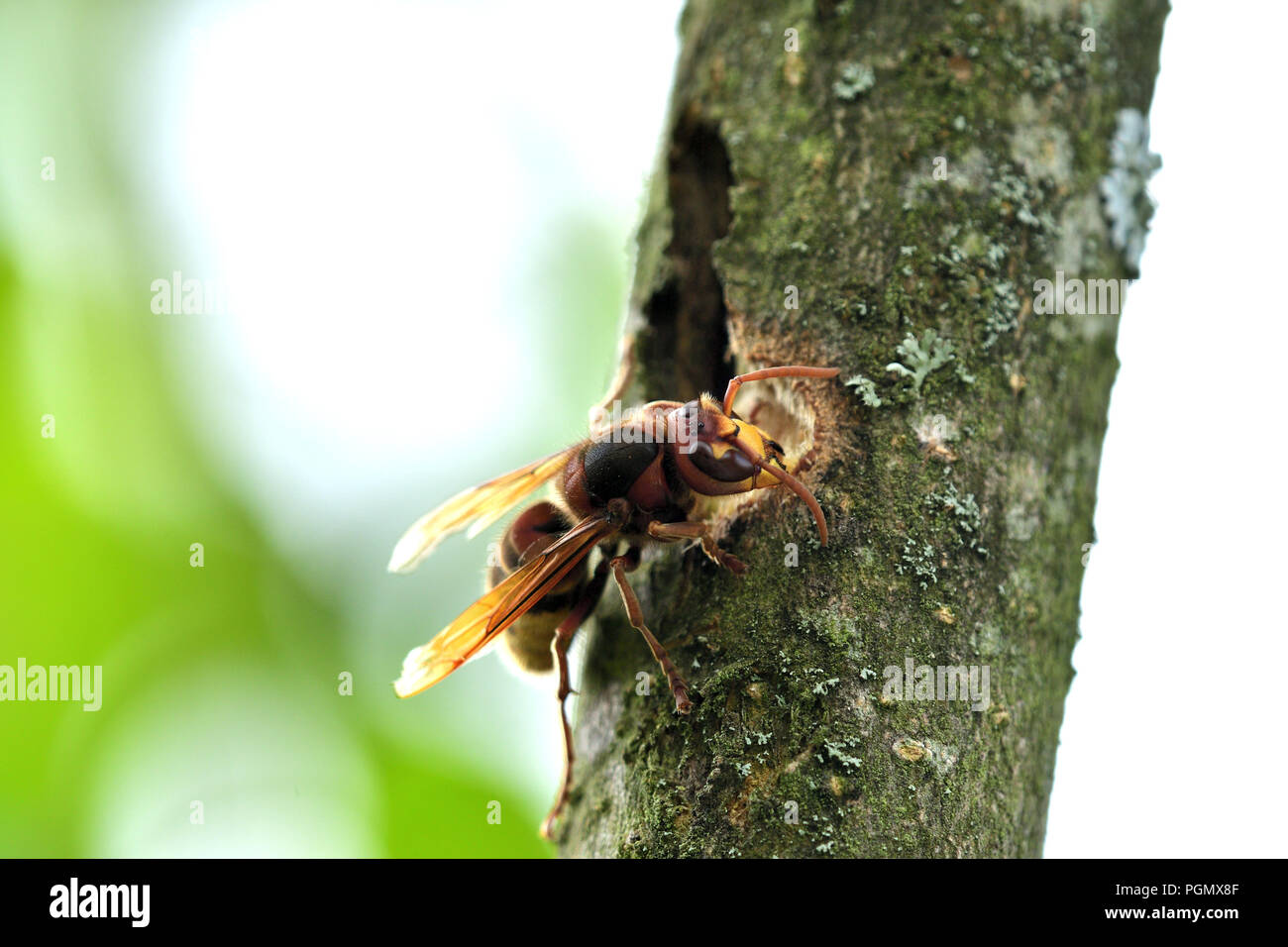 the hornet is eating the sweet bark of a tree Stock Photo - Alamy