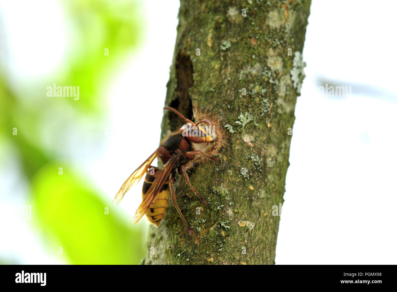 Gad bee hi-res stock photography and images - Alamy