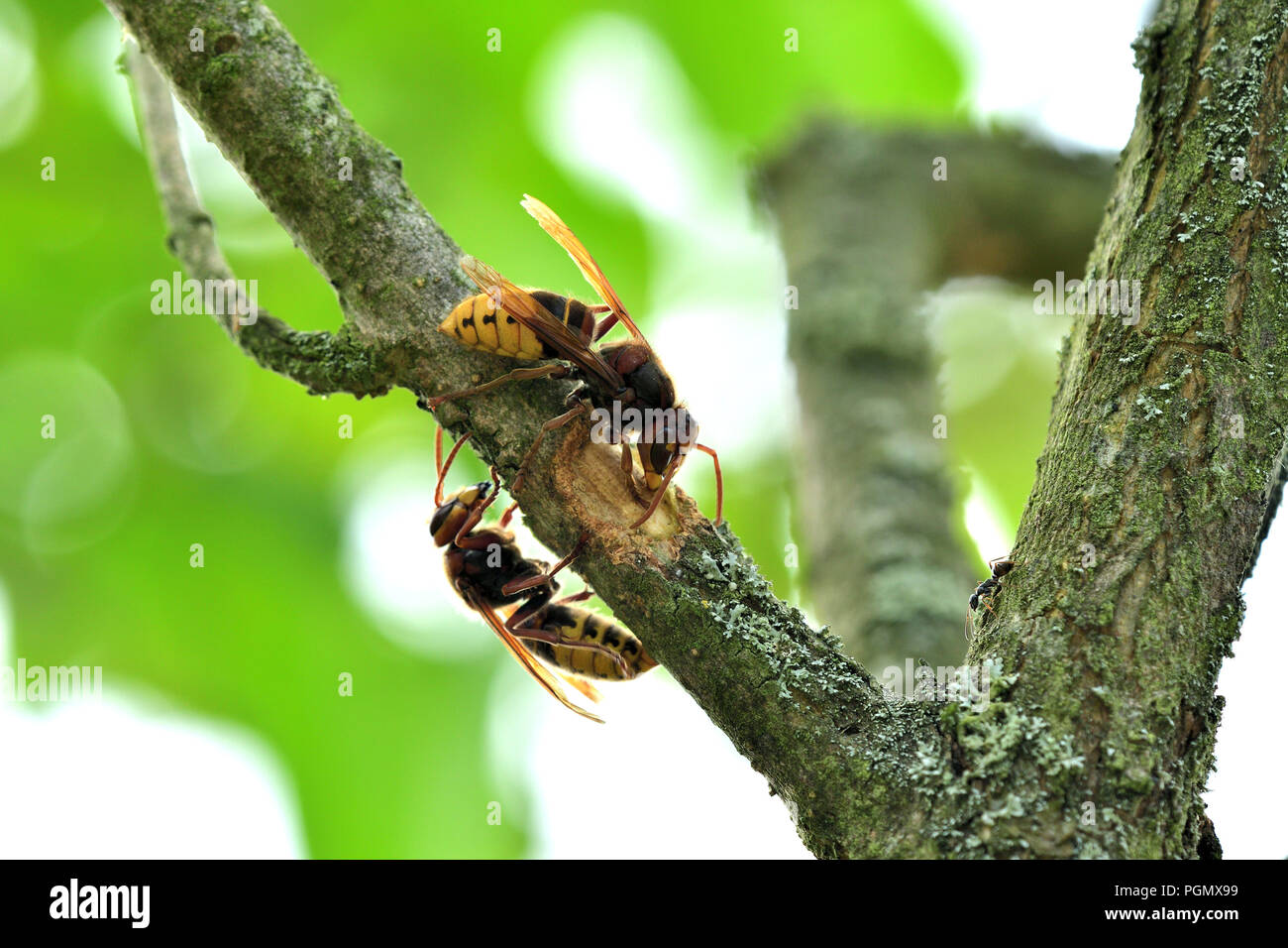 Gad bee hi-res stock photography and images - Alamy