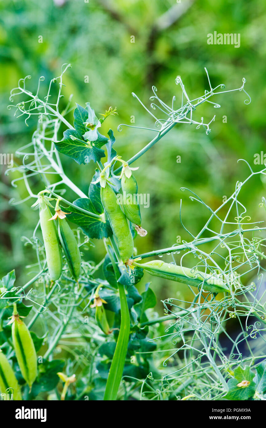 Peas plant leaf color hi-res stock photography and images - Alamy