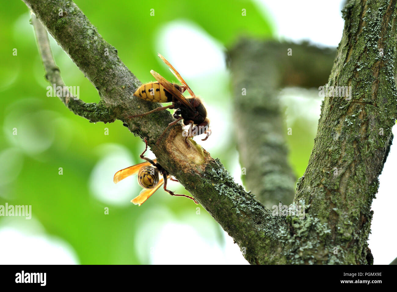 the hornet is eating the sweet bark of a tree Stock Photo - Alamy