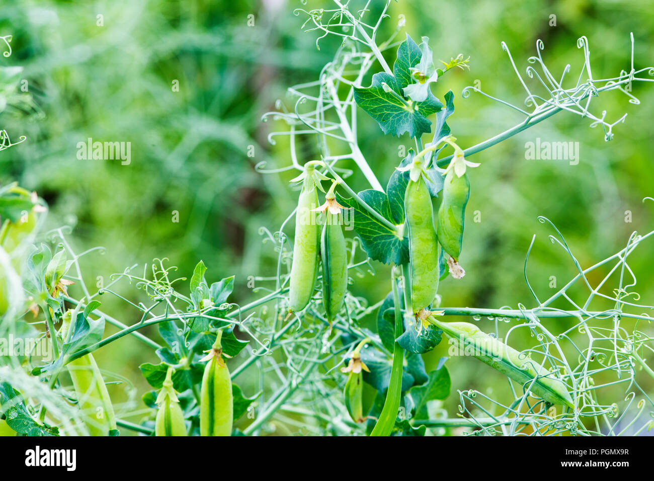 organic pea plant Stock Photo - Alamy