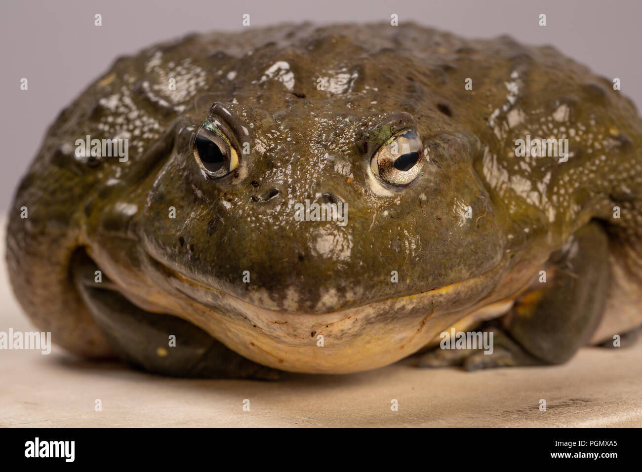 Edible bullfrog hi-res stock photography and images - Alamy