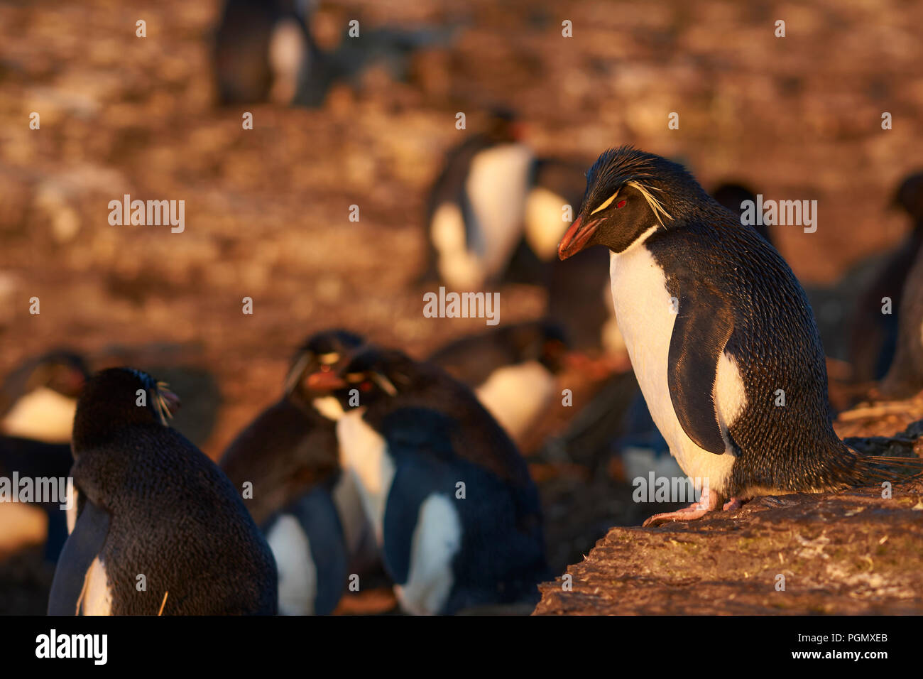 Rockhopper Penguin (Eudyptes chrysocome) nesting on the cliffs of ...