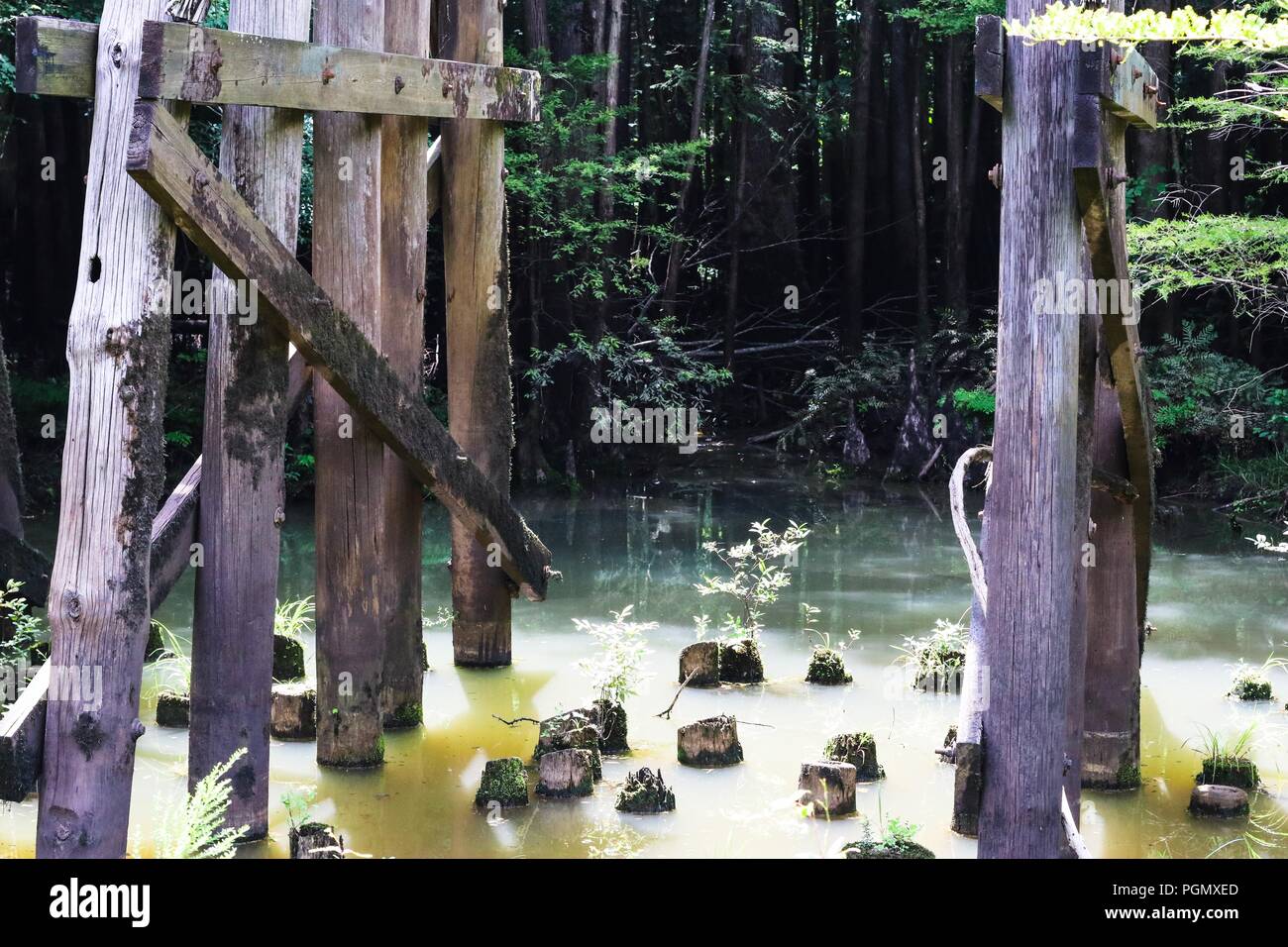 Swamp wood hi-res stock photography and images - Alamy