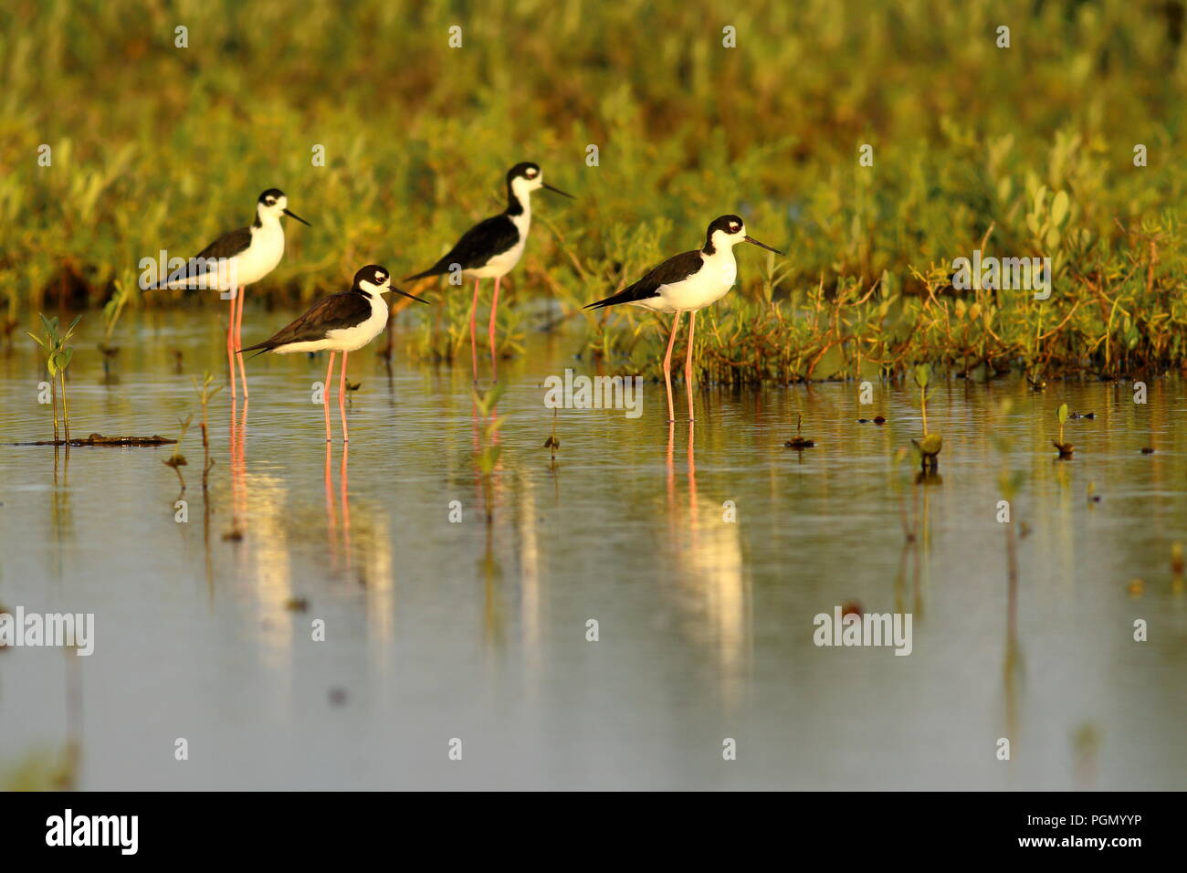 Four black-necked stilts standing in caostal wetland in Varadero, Cuba ...