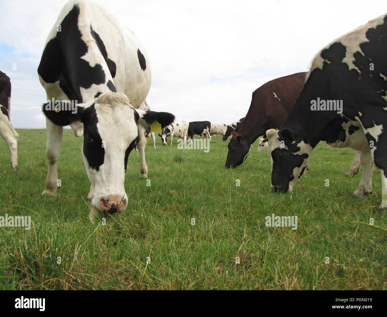 Farming dairy cows hi-res stock photography and images - Alamy