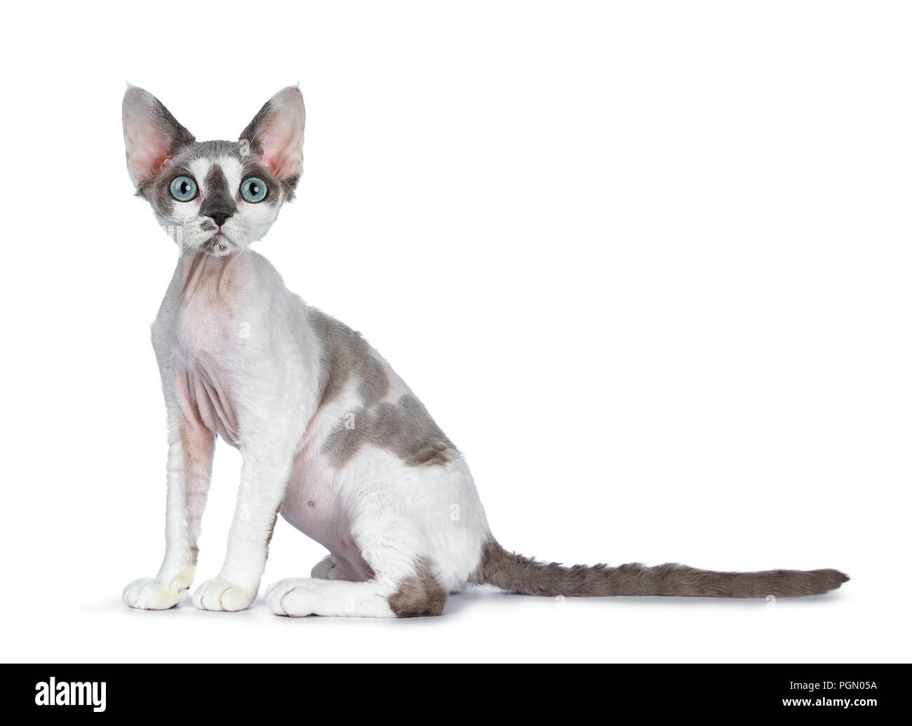Adorable blue tonkanese point with white Devon Rex cat kitten girl ...
