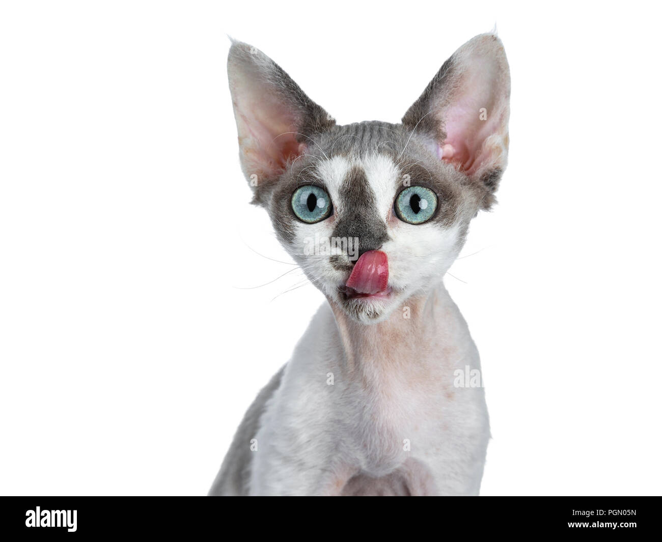 Head shot of adorable blue tonkanese point with white Devon Rex cat ...