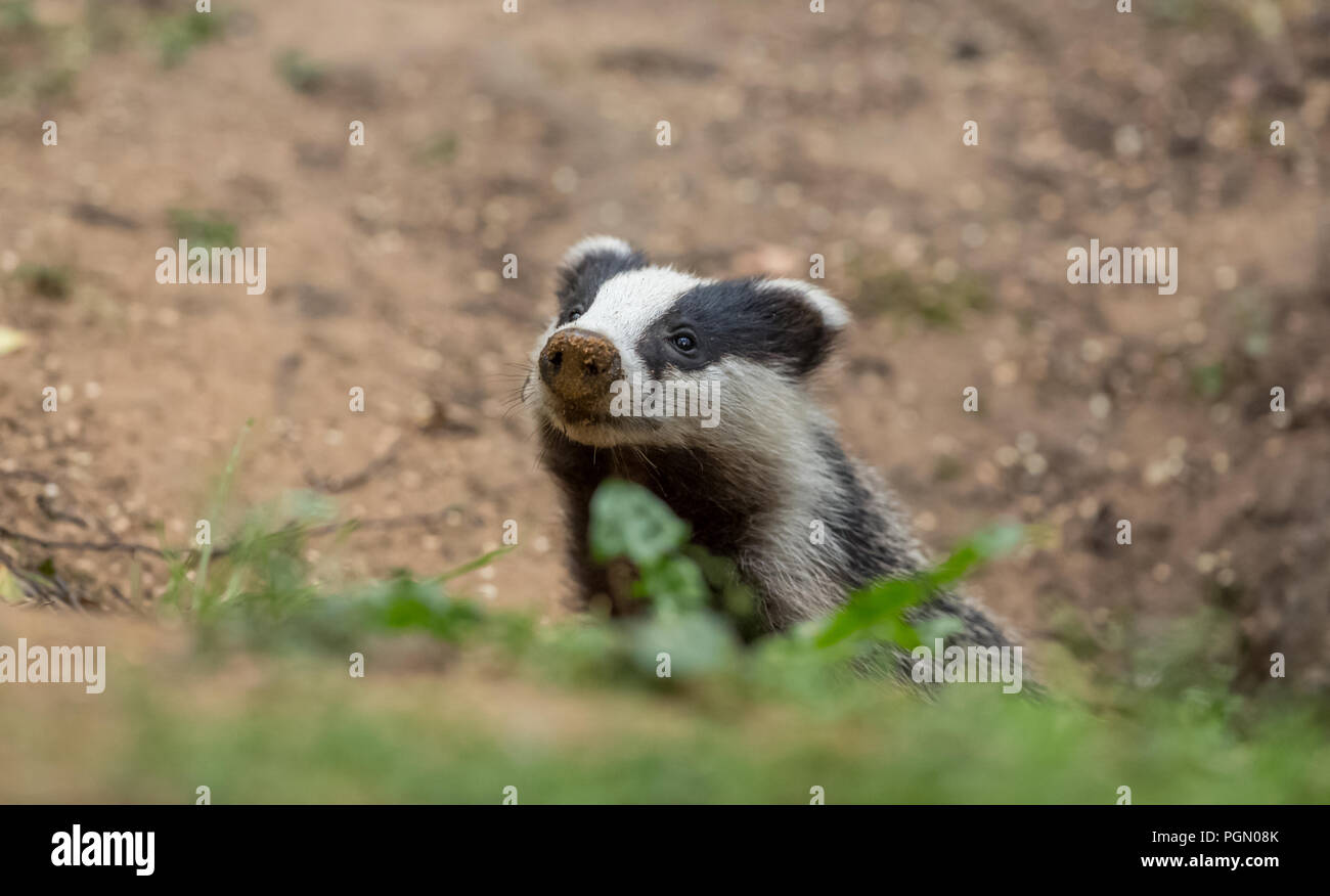 Badger, wild, native badger with muddy nose emerging from the badger ...