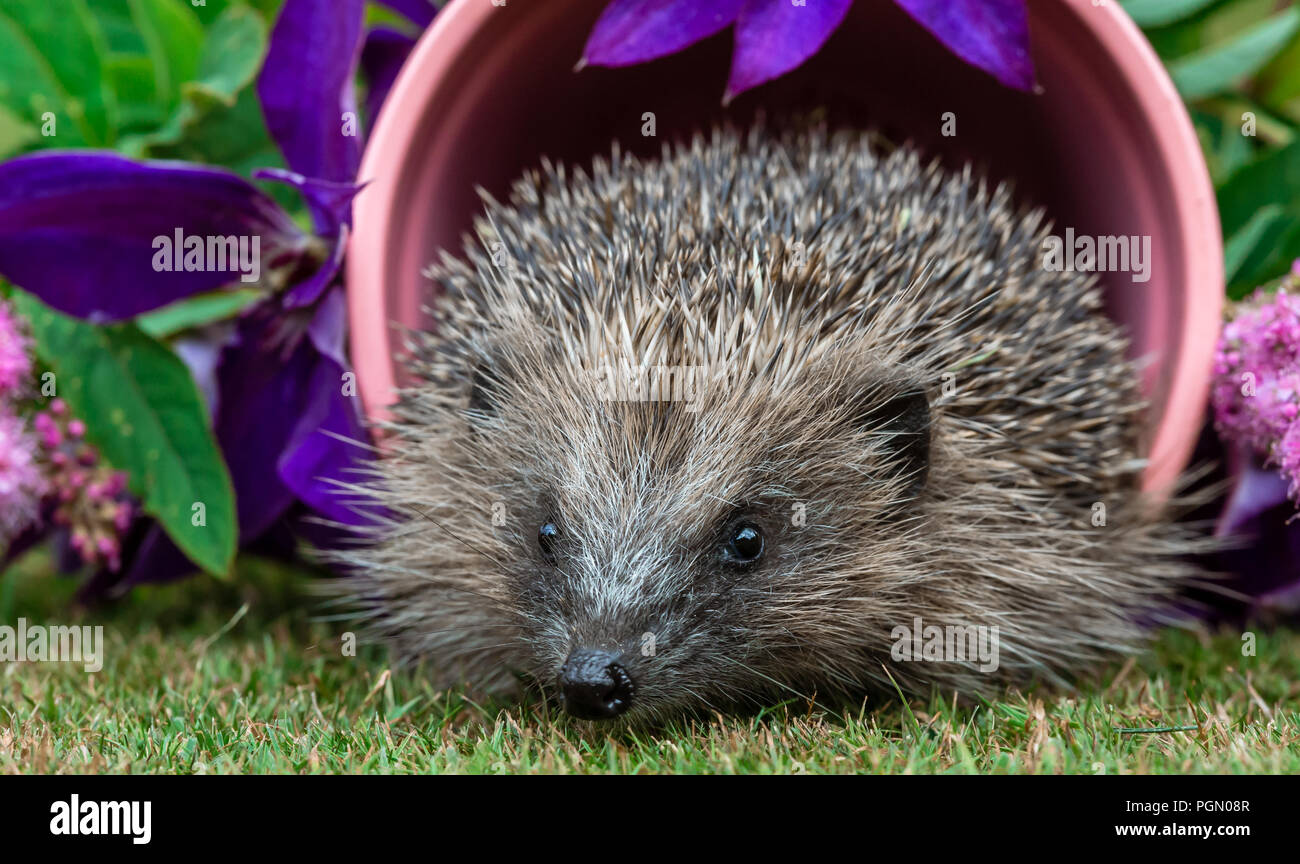 Wild, native hedgehog foraging in hedgehog friendly garden. Taken ...