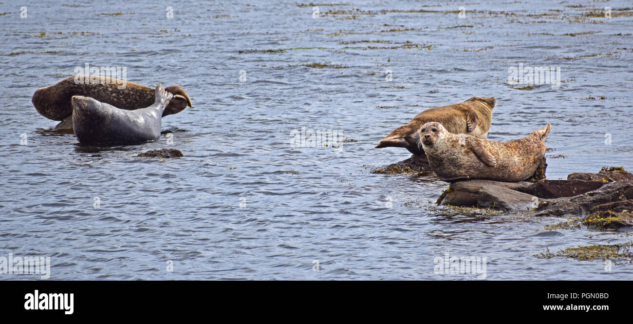 Common Seals on Rocks, Peninver Sands, Campbeltown, Argyll, Scotland ...