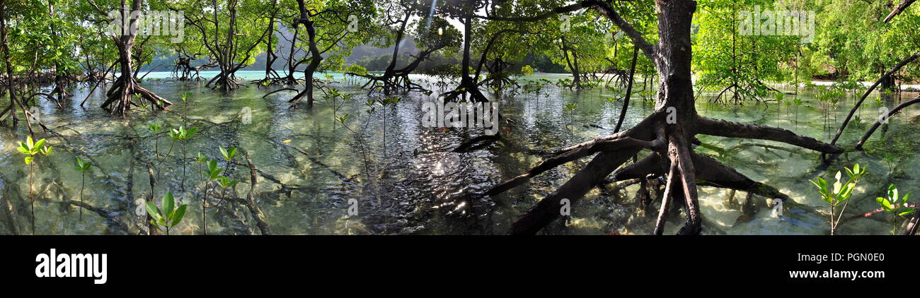 Mangrove trunk hi-res stock photography and images - Alamy