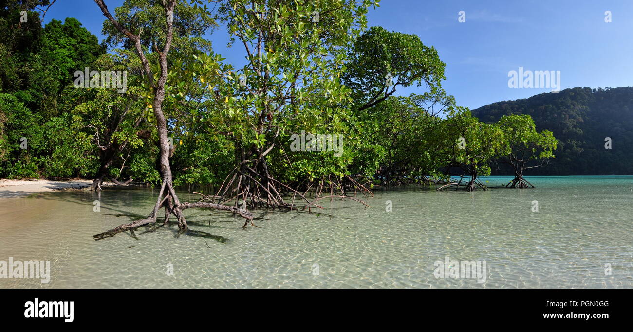 Mangrove trunk hi-res stock photography and images - Alamy