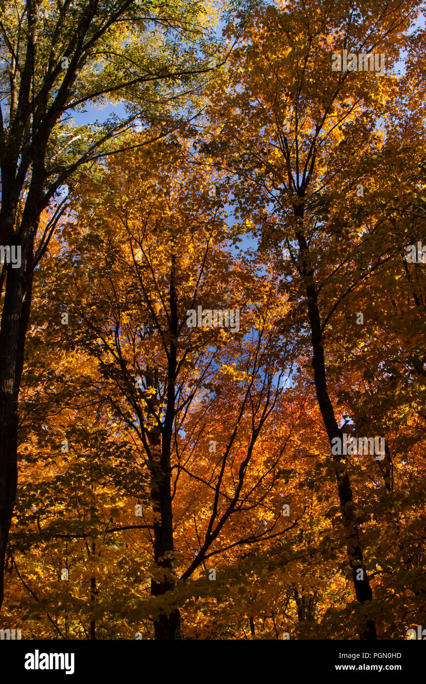 Trees in Autumn in Wisconsin Stock Photo - Alamy