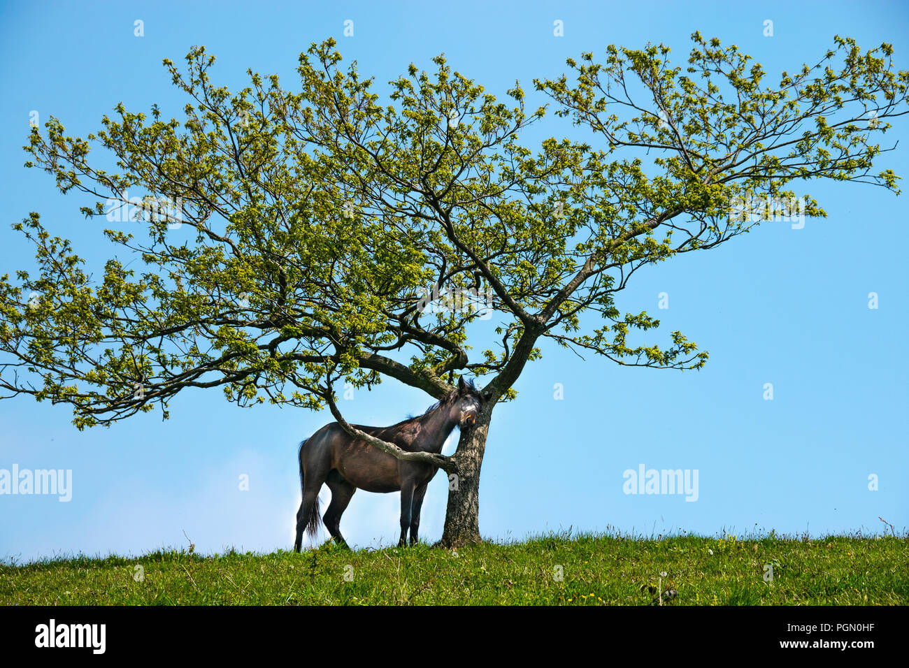 Sheltering tree hi-res stock photography and images - Alamy