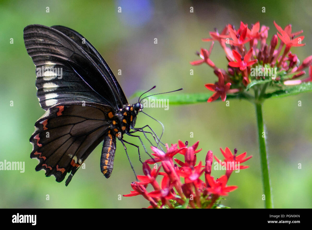 Pollination in action hi-res stock photography and images - Alamy