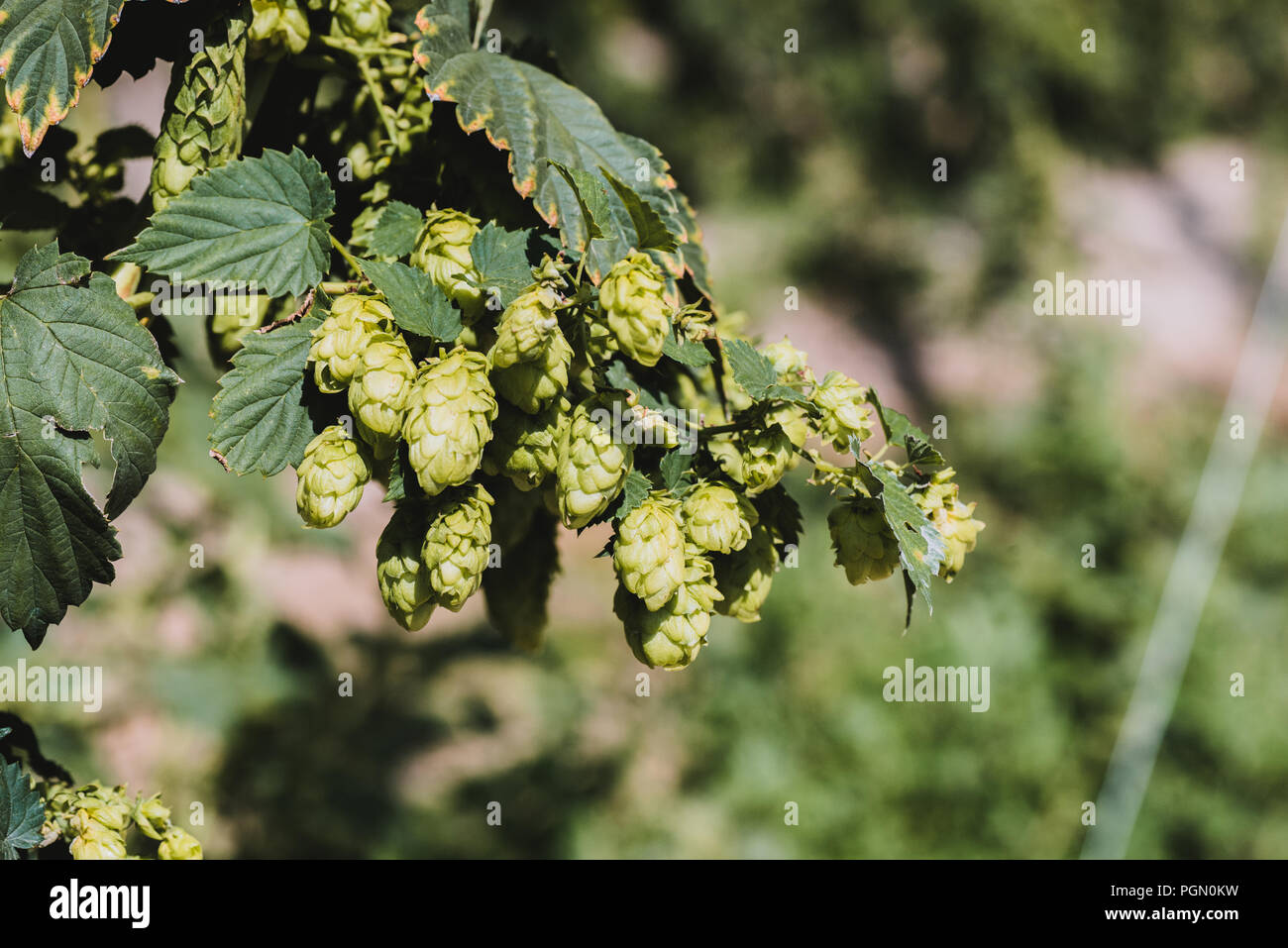 Green hops hi-res stock photography and images - Alamy