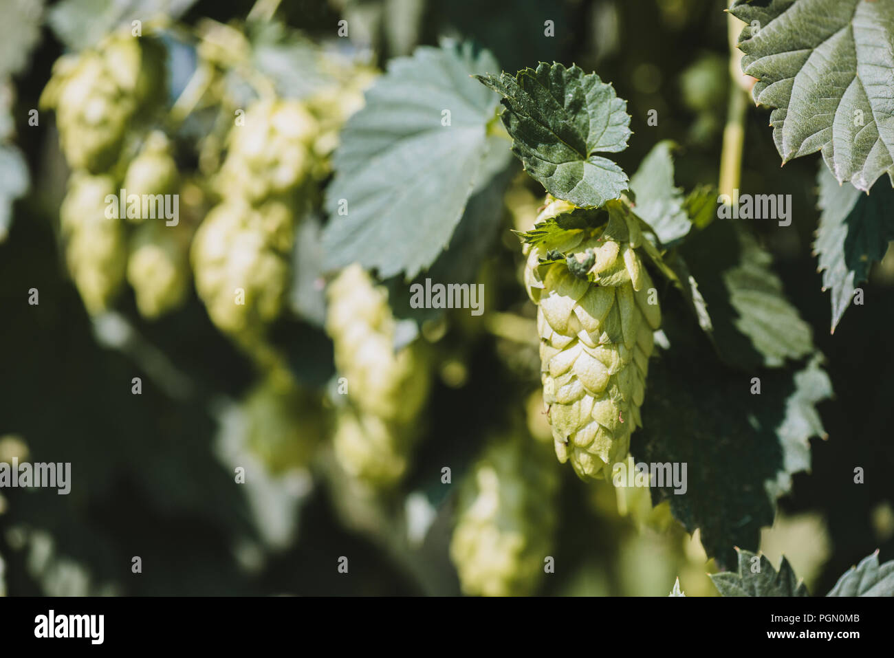 Hop into nature hi-res stock photography and images - Alamy