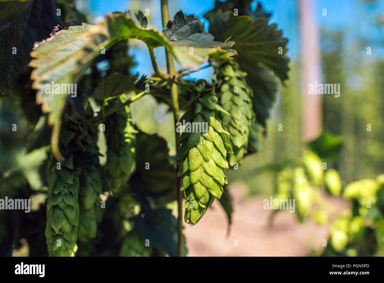 Hop into nature hi-res stock photography and images - Alamy