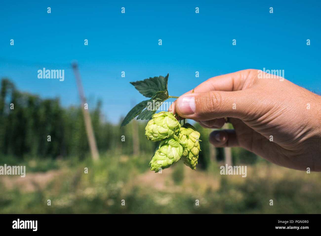 Green hops cones on sky hi-res stock photography and images - Alamy