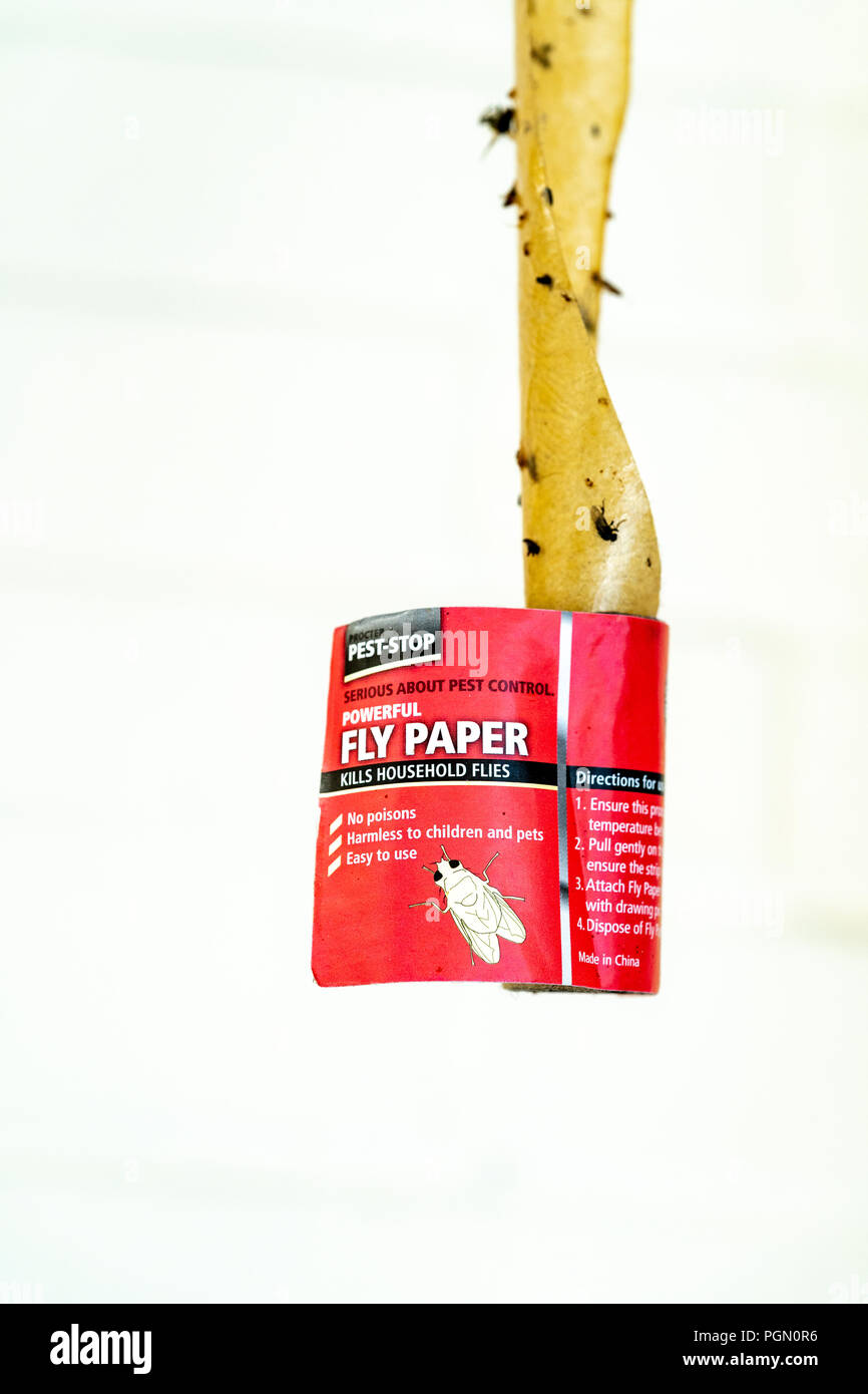 Flies and sticky paper hi-res stock photography and images - Alamy