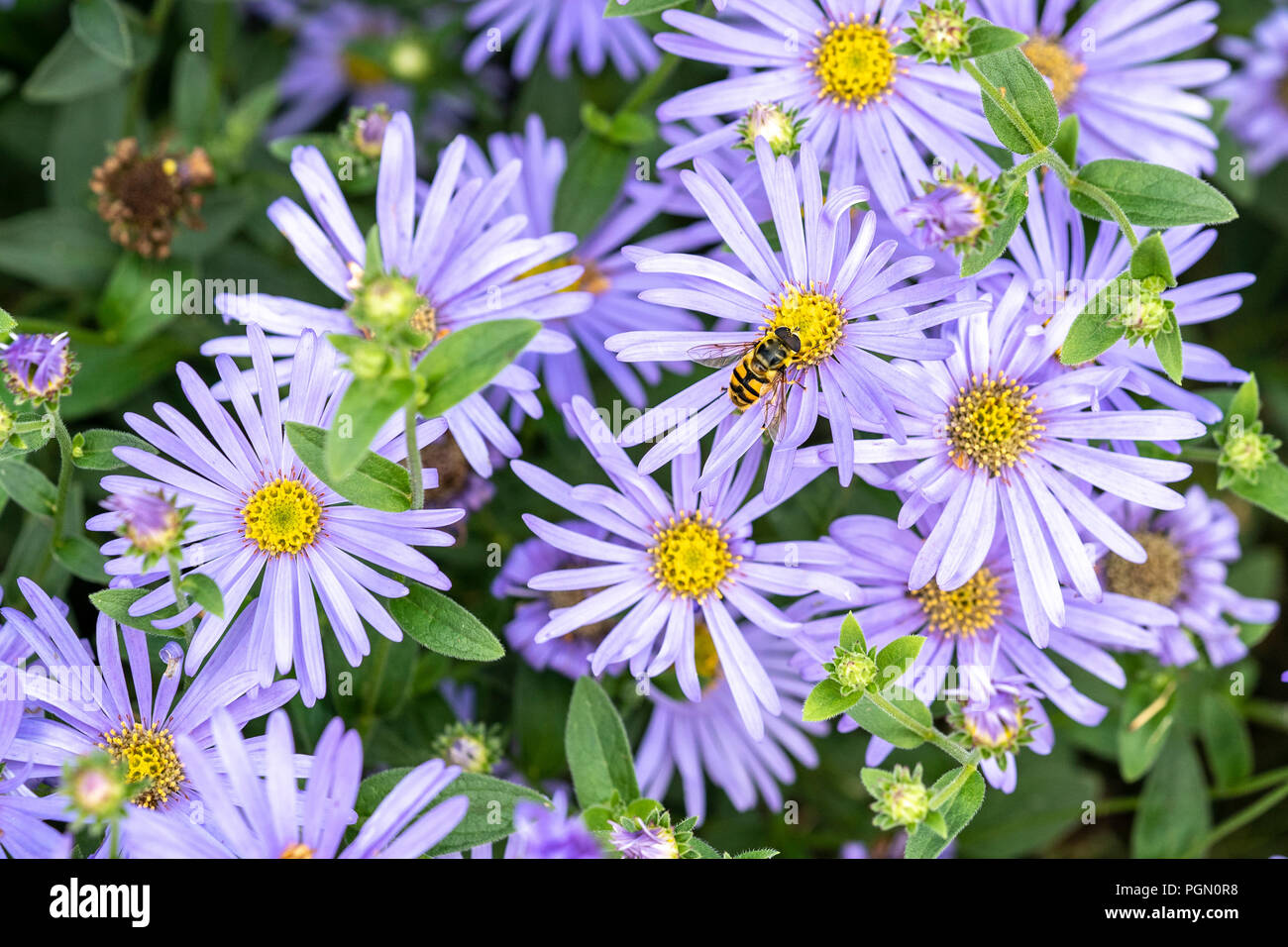 Michaelmas Daisy Aster amellus flowers with Bee collecting pollen Stock ...