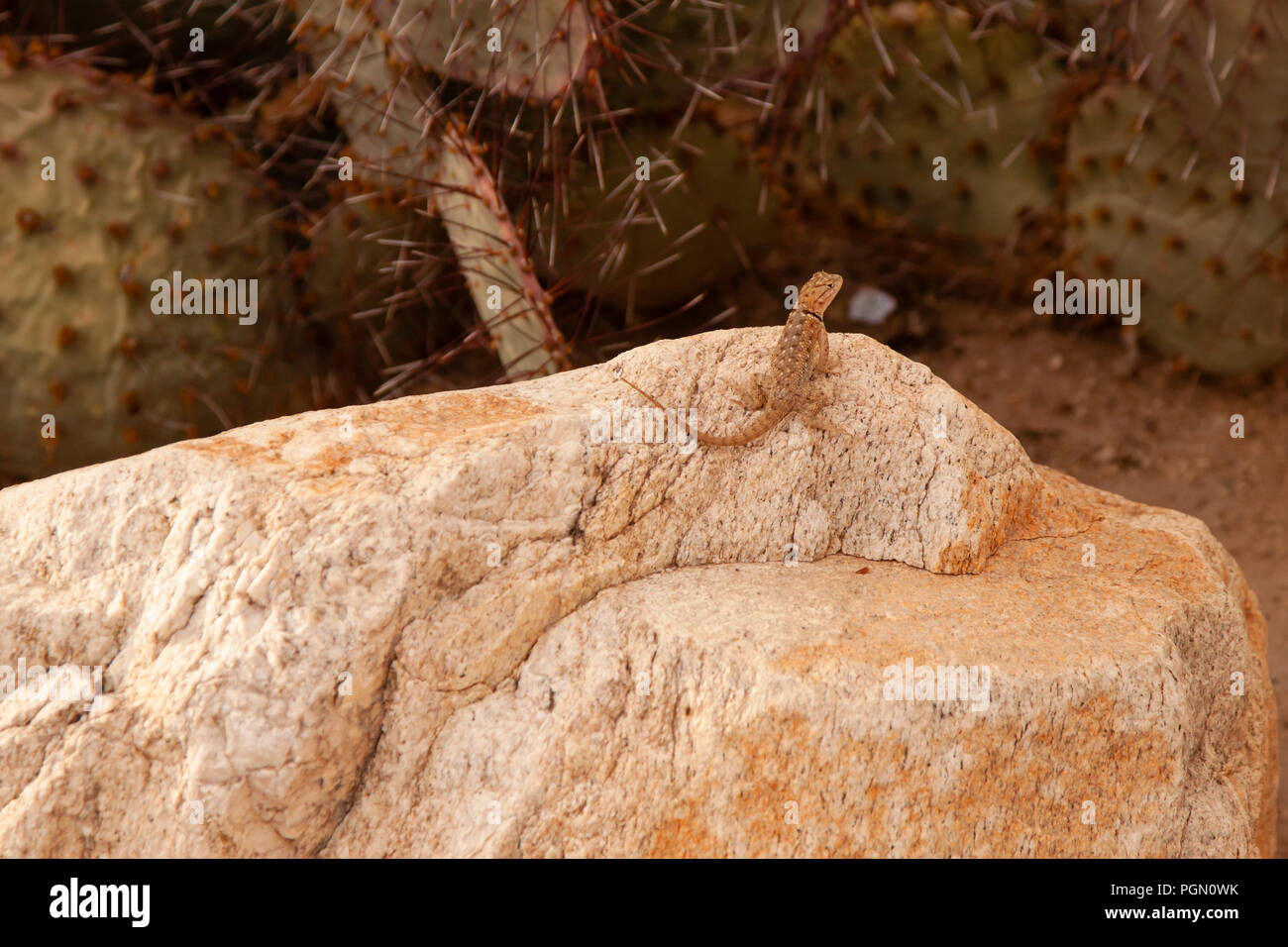 Yarrow's Spiny Lizard in Arizona Desert Stock Photo - Alamy