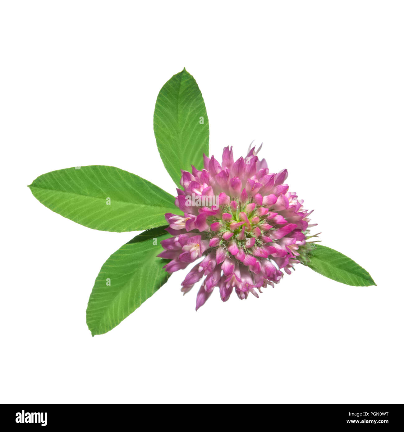 Clover spring flower isolated on white background Stock Photo - Alamy