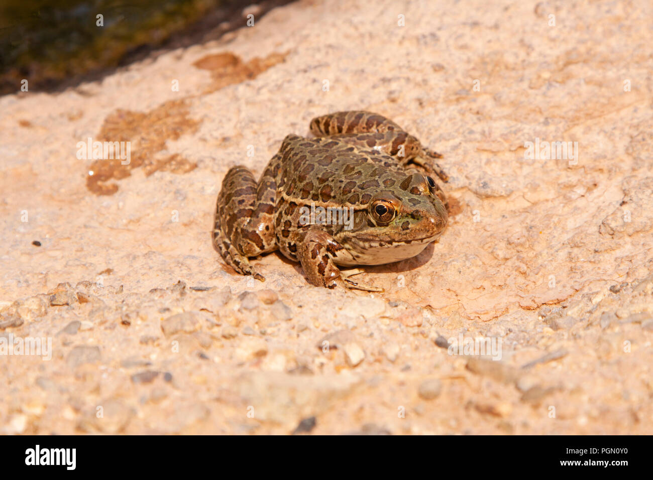 Leopard Frog in Desert Stock Photo - Alamy