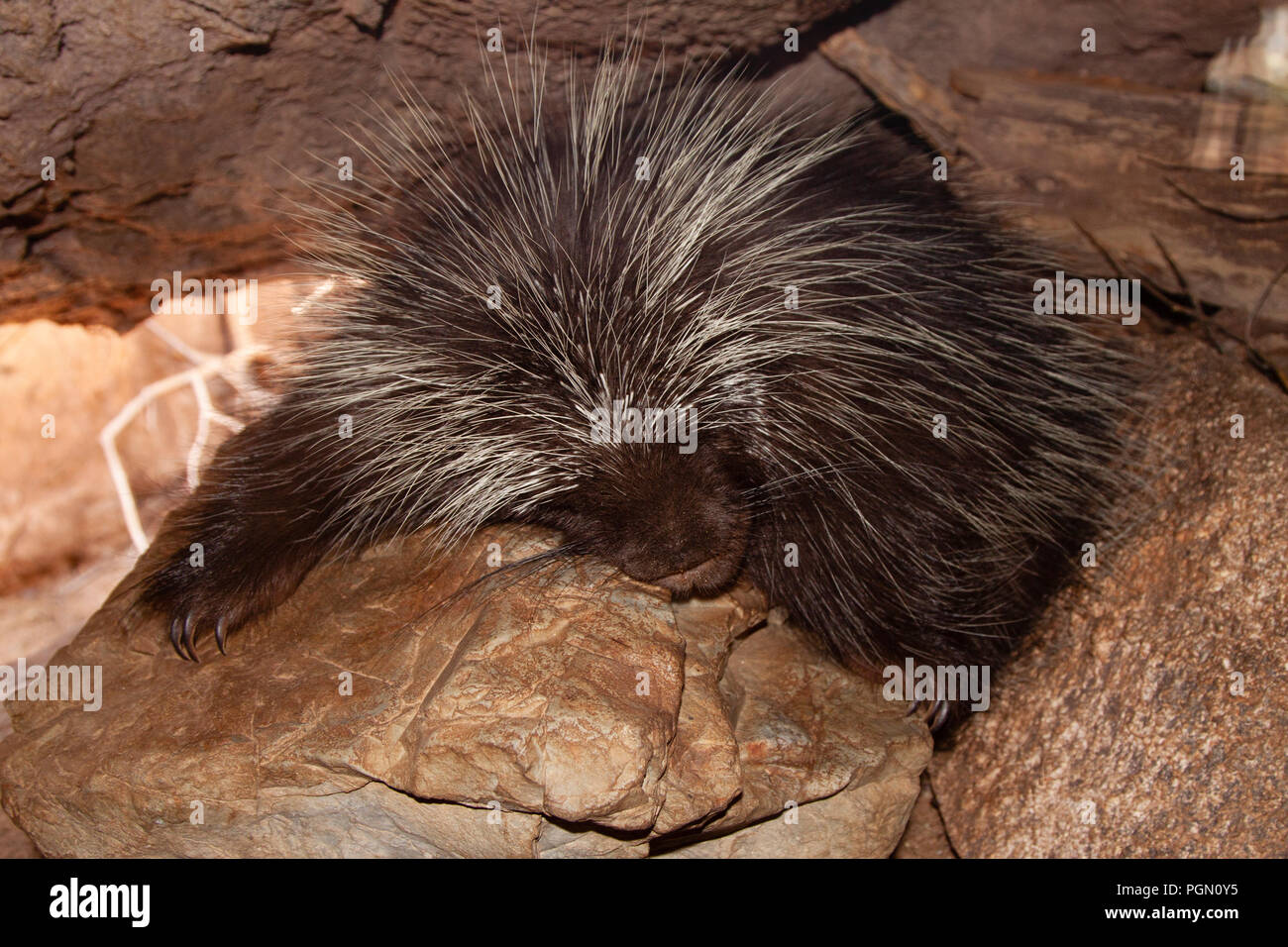 Sloth Resting on a Rock at Arizona-Sonora Desert Museum Stock Photo - Alamy