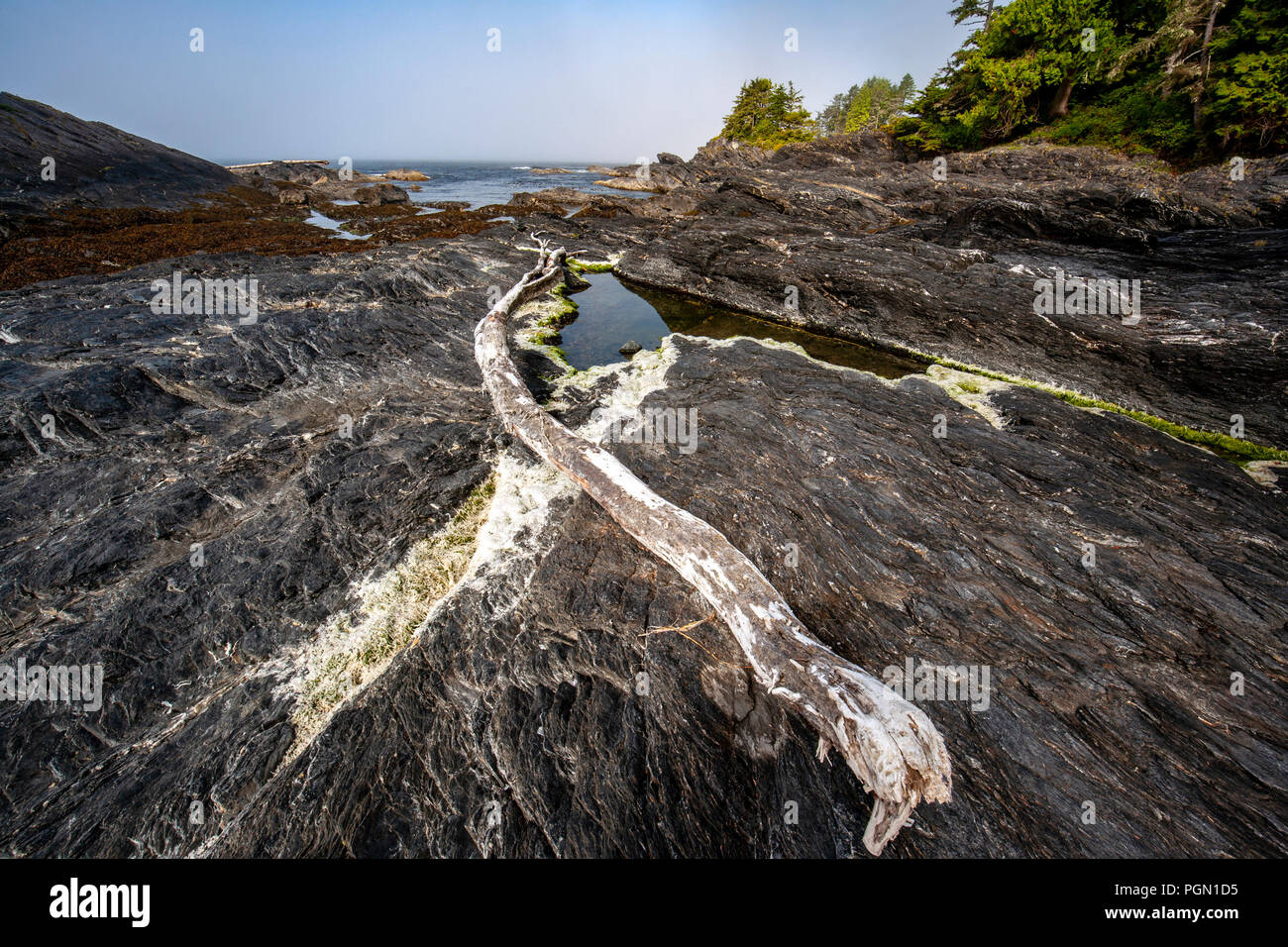 Botanical Beach Provincial Park and Botany Bay - Juan de Fuca Marine ...
