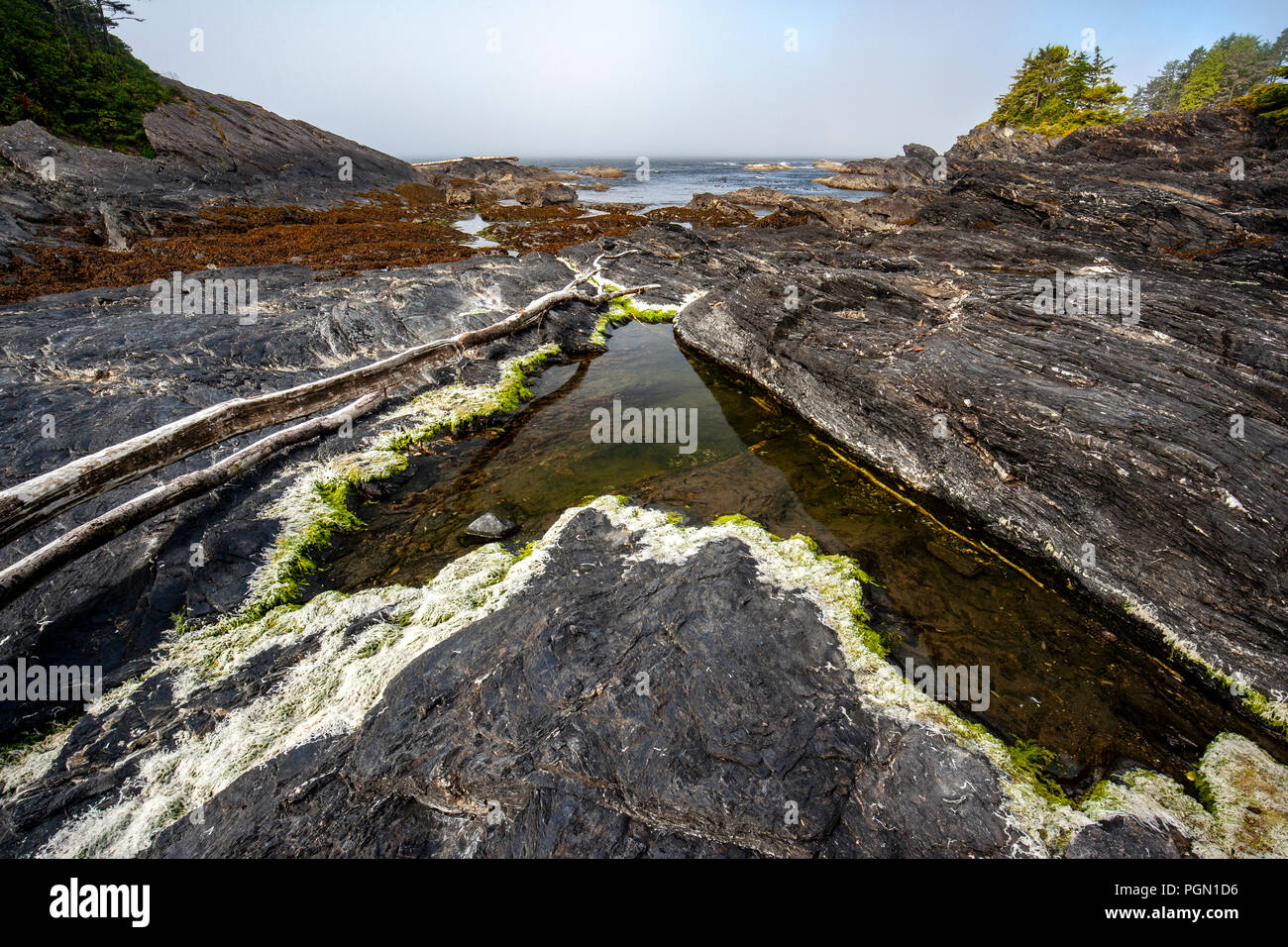 Botanical coastline hi-res stock photography and images - Alamy