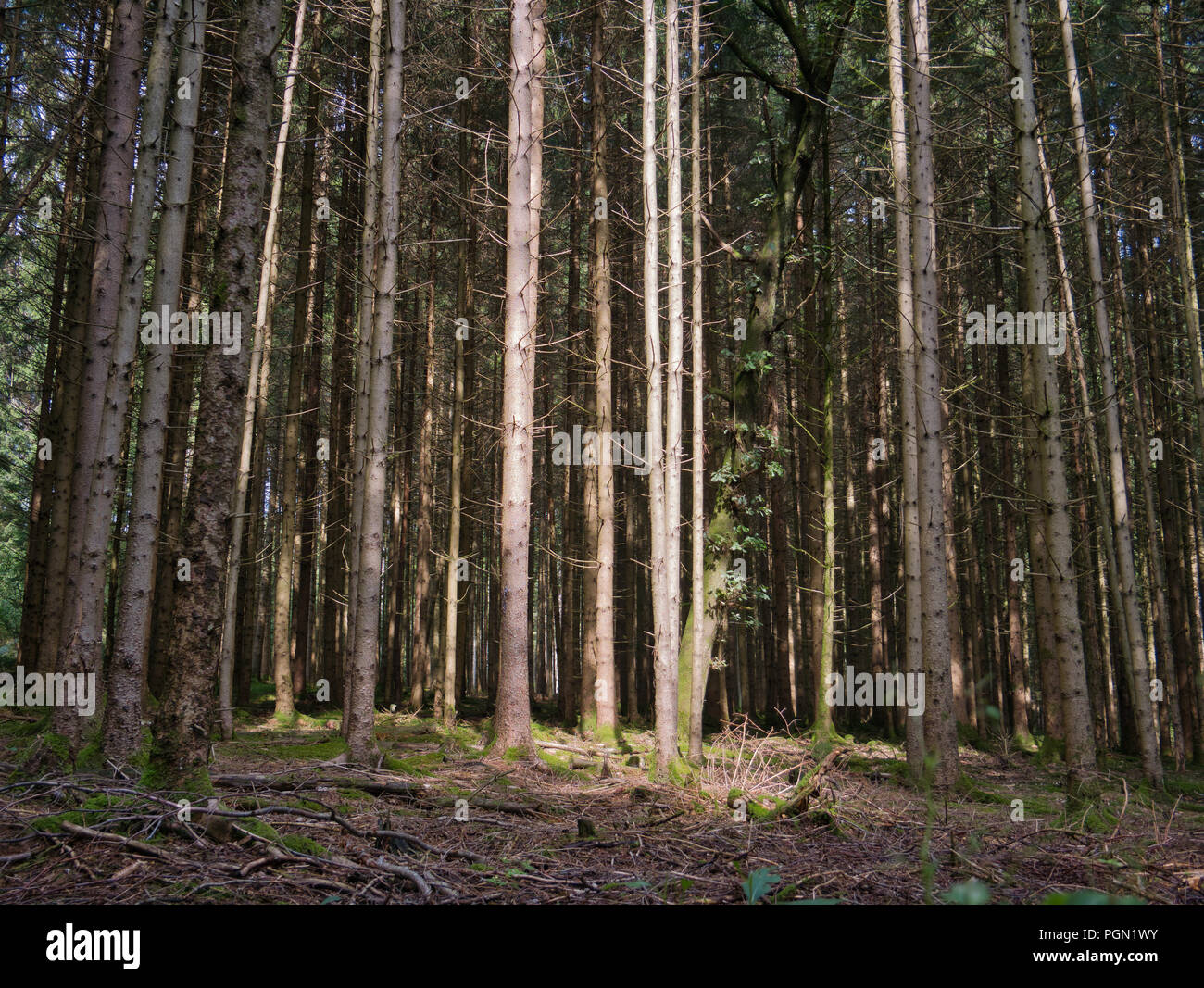 Forest clearing in a spruce forest with forest soil and beautiful ...