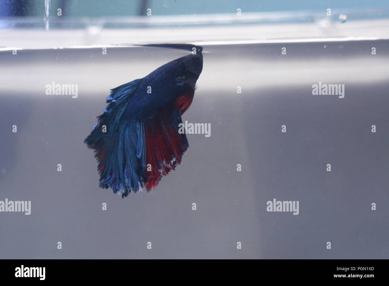 Halfmoon betta colorful swimming hi-res stock photography and images ...