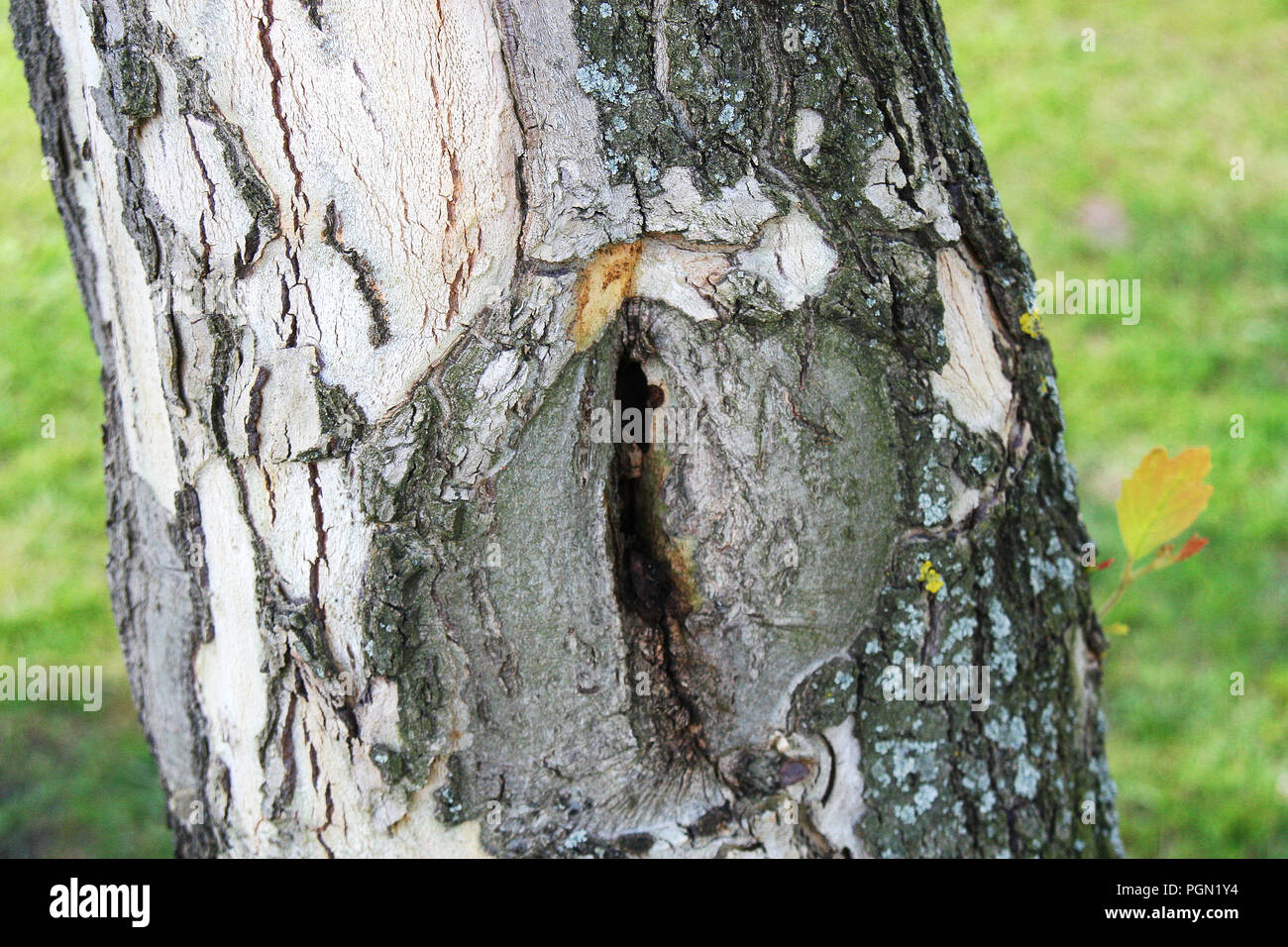 Sharp edges plant hi-res stock photography and images - Alamy