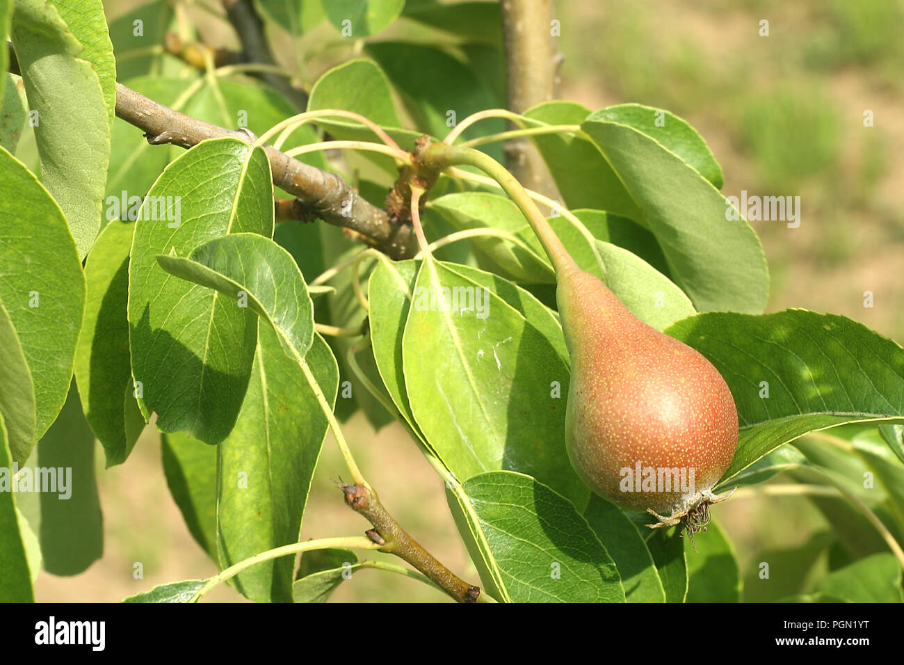 Pear Tree Fruit Garden Stock Photo - Alamy
