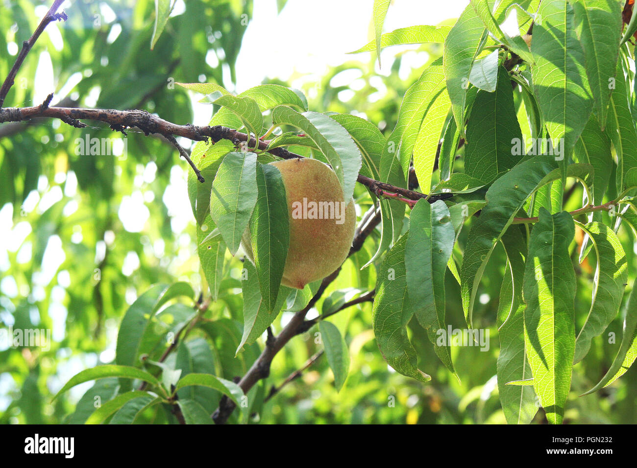 Peach on the tree. Peach is a fruit, that gives lot of vitamins and ...