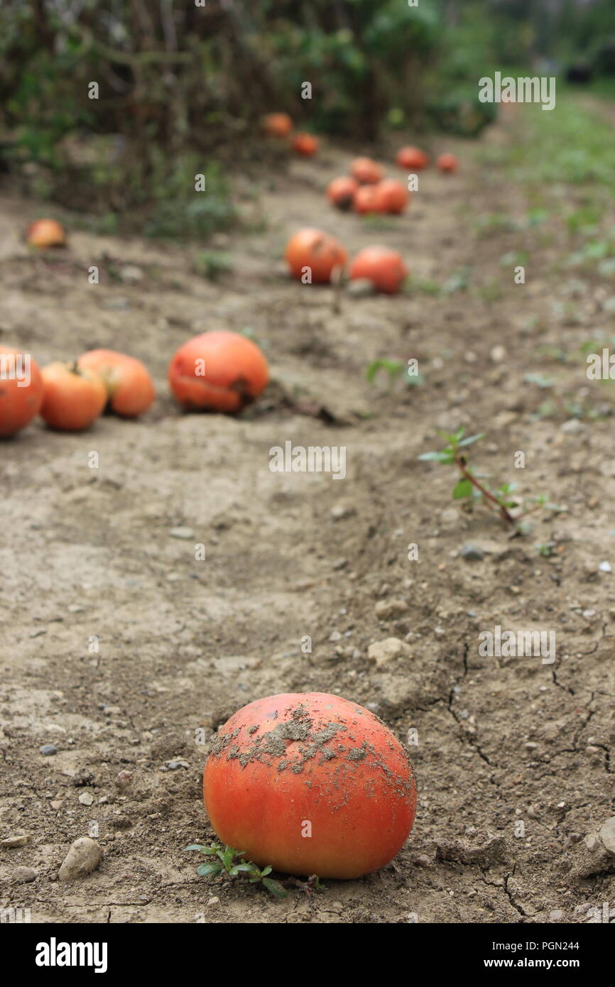 Tomatoes off the vine hi-res stock photography and images - Alamy