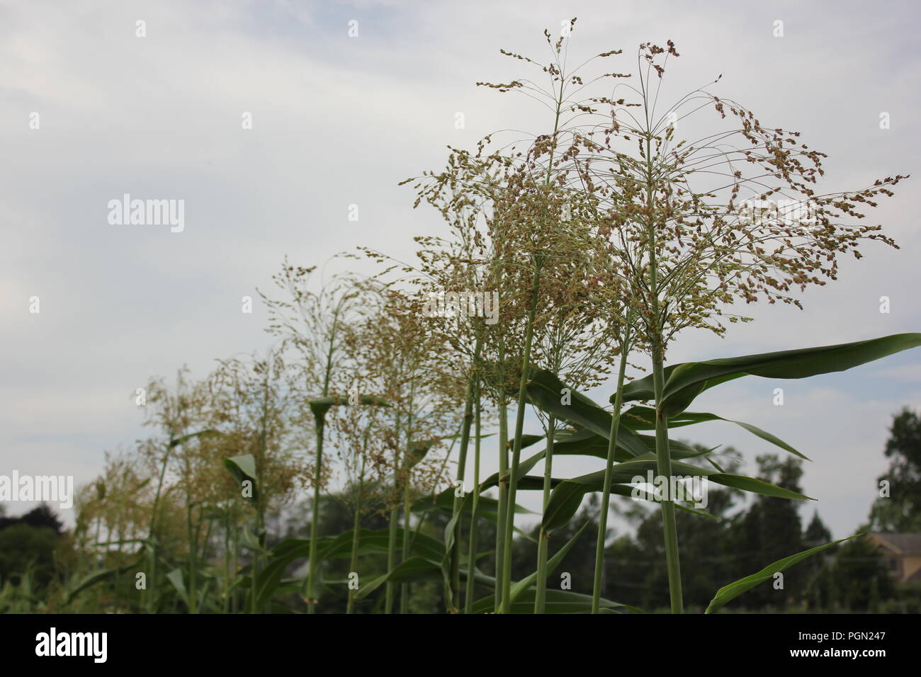 Corn plant crowns hi-res stock photography and images - Alamy
