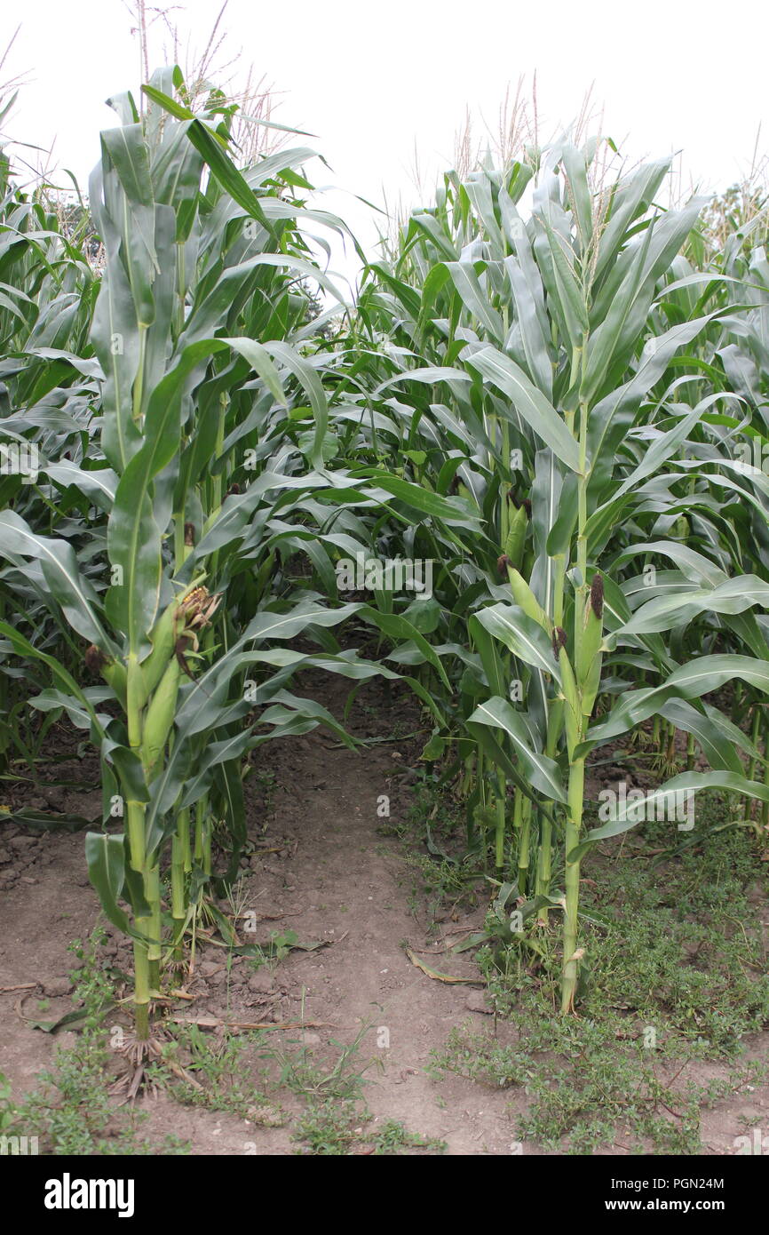 Thriving corn crop hi-res stock photography and images - Alamy