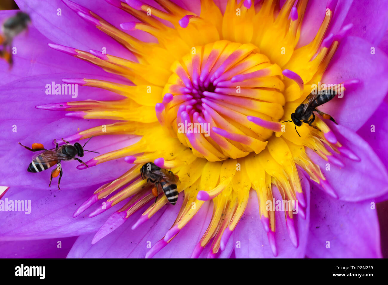 Bees on Blue Lotus Flower Stock Photo - Alamy
